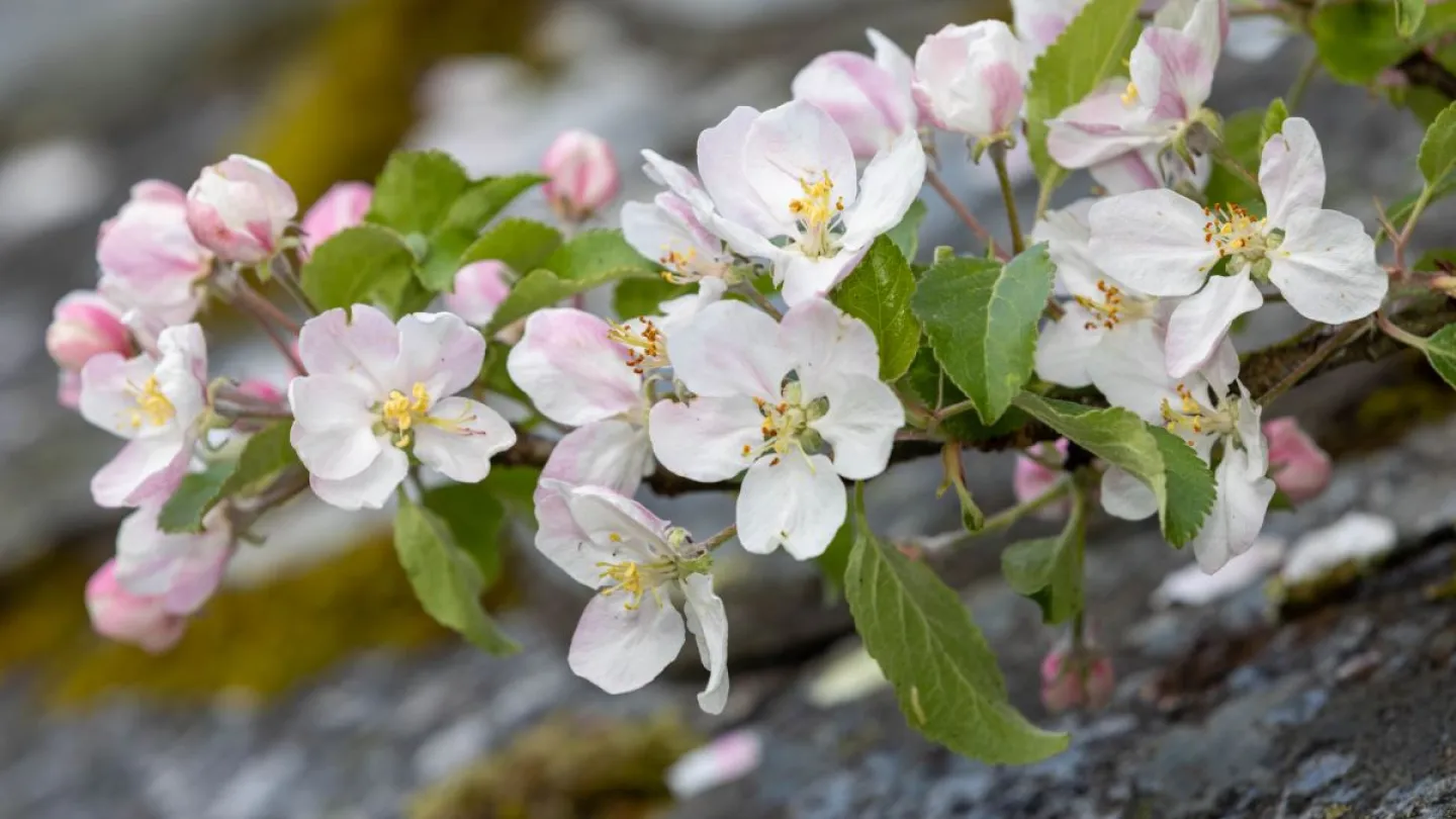 Sider Tour – Kvestad & Ola K | De Historiske